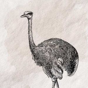 ソリを曳くトナカイのイラスト | ペン画のフリー素材・アンティークなイラストはPenga（ペンガ）